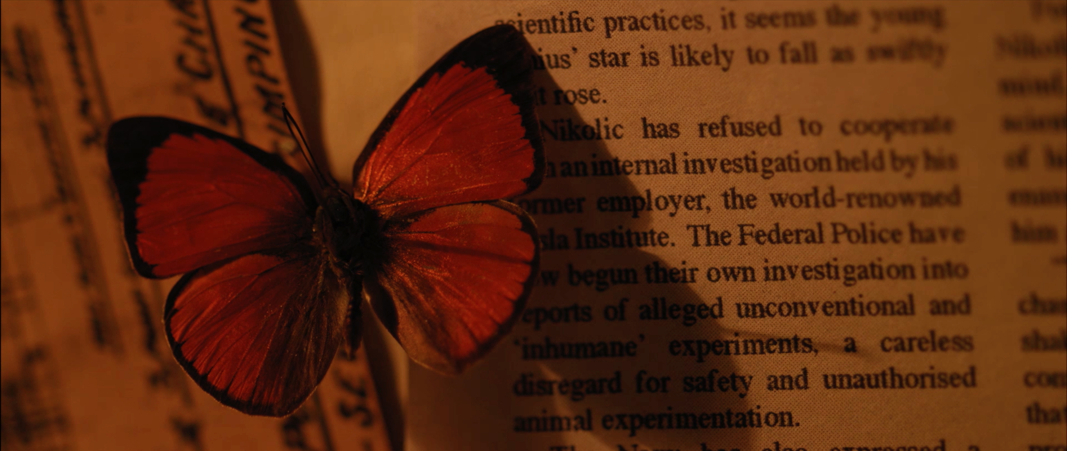 SHIFT – butterfly – James Croke